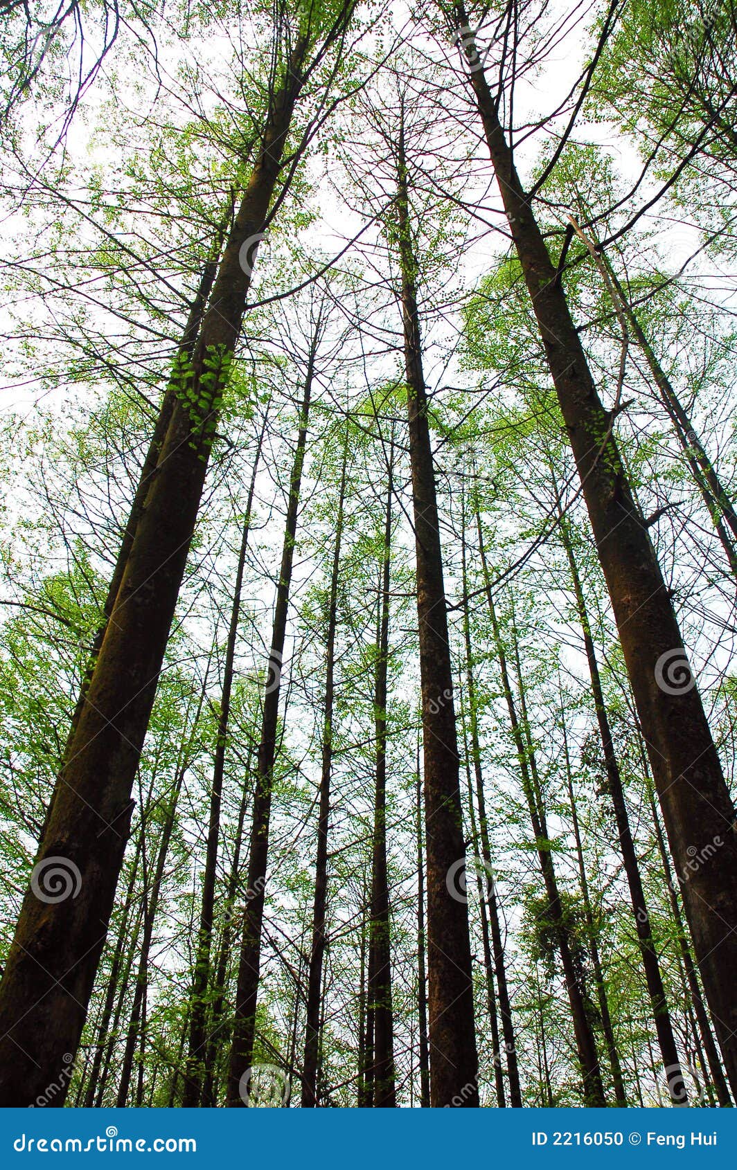 Tall trees in forest stock photo. Image of angle, wooded - 2216050