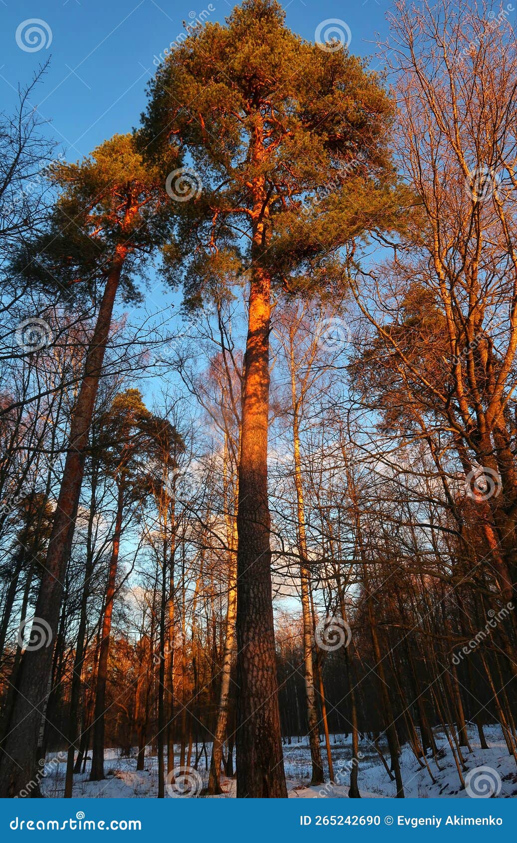 Tall trees in the forest stock photo. Image of nature - 265242690