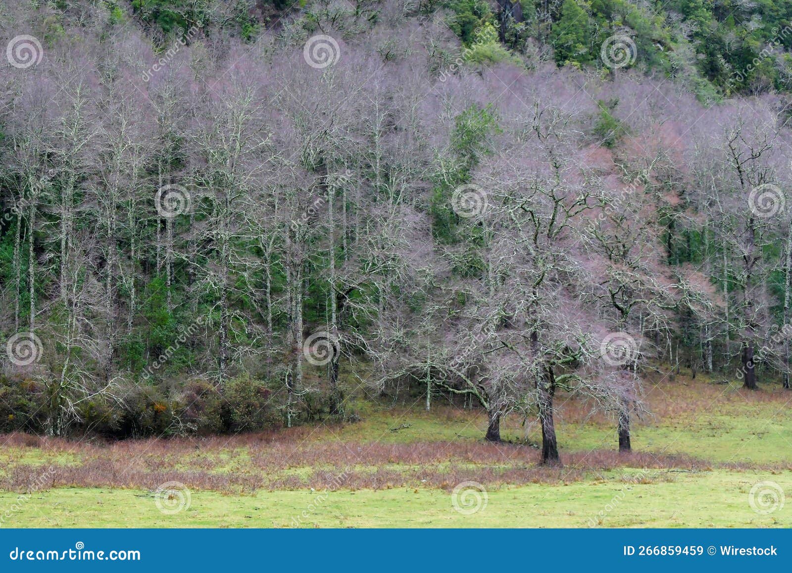 Tall trees in the forest stock image. Image of autumn - 266859459