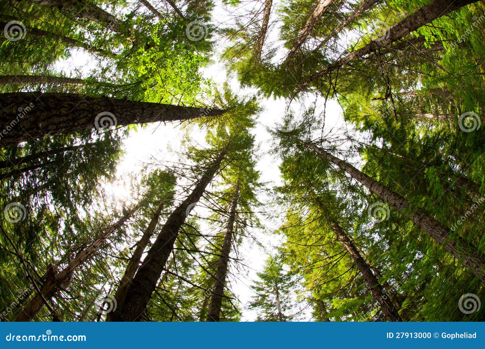 Tall Trees in the Forest stock photo. Image of national - 27913000