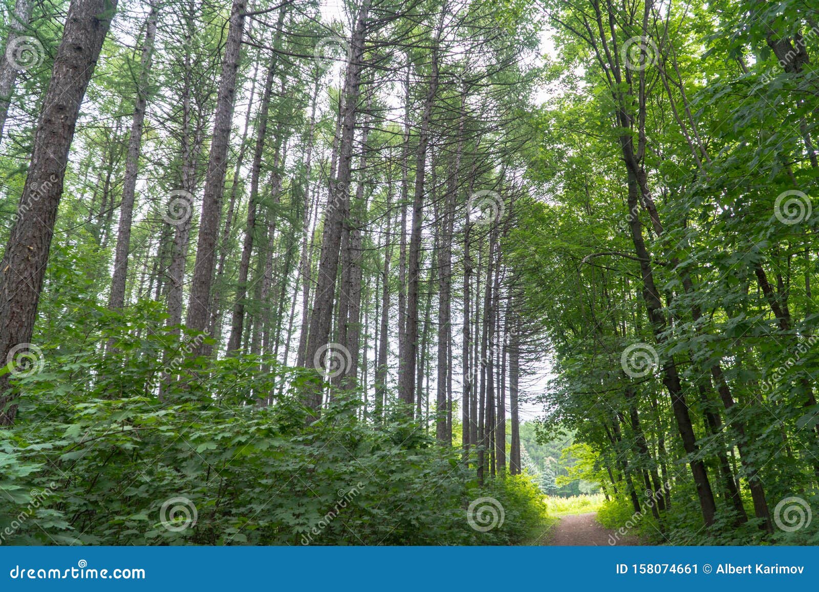 Tall trees in the forest stock image. Image of path - 158074661