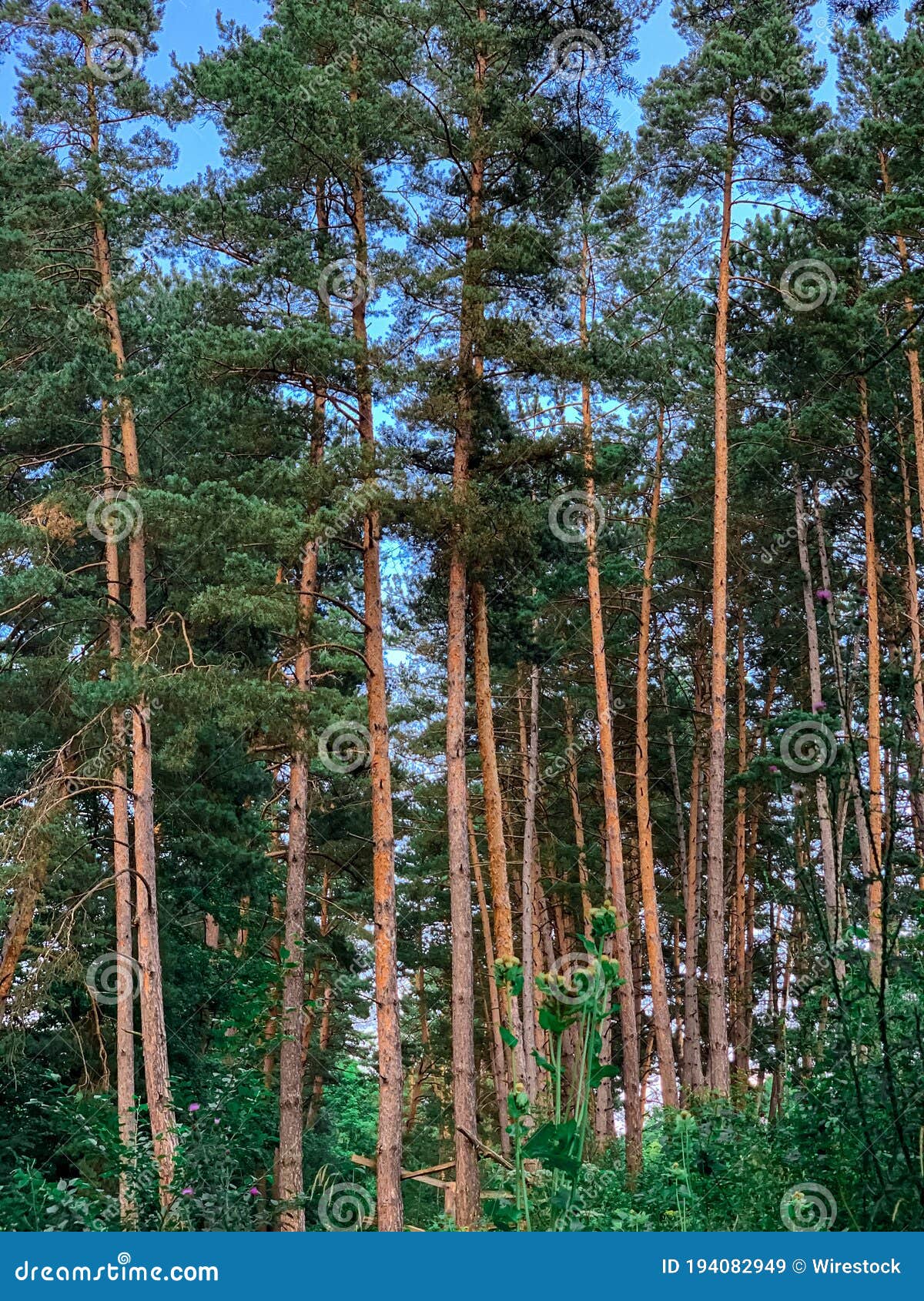 Tall Trees in the Forest - Great for Wallpapers Stock Image - Image of ...