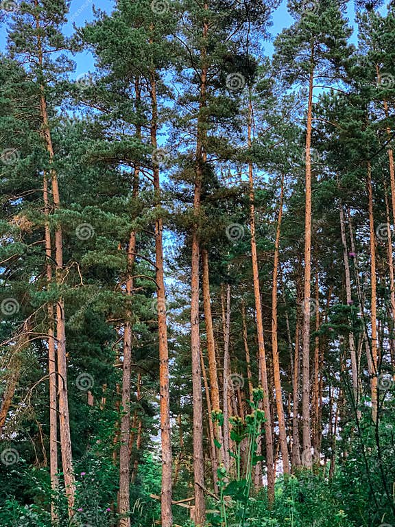 Tall Trees in the Forest - Great for Wallpapers Stock Image - Image of ...