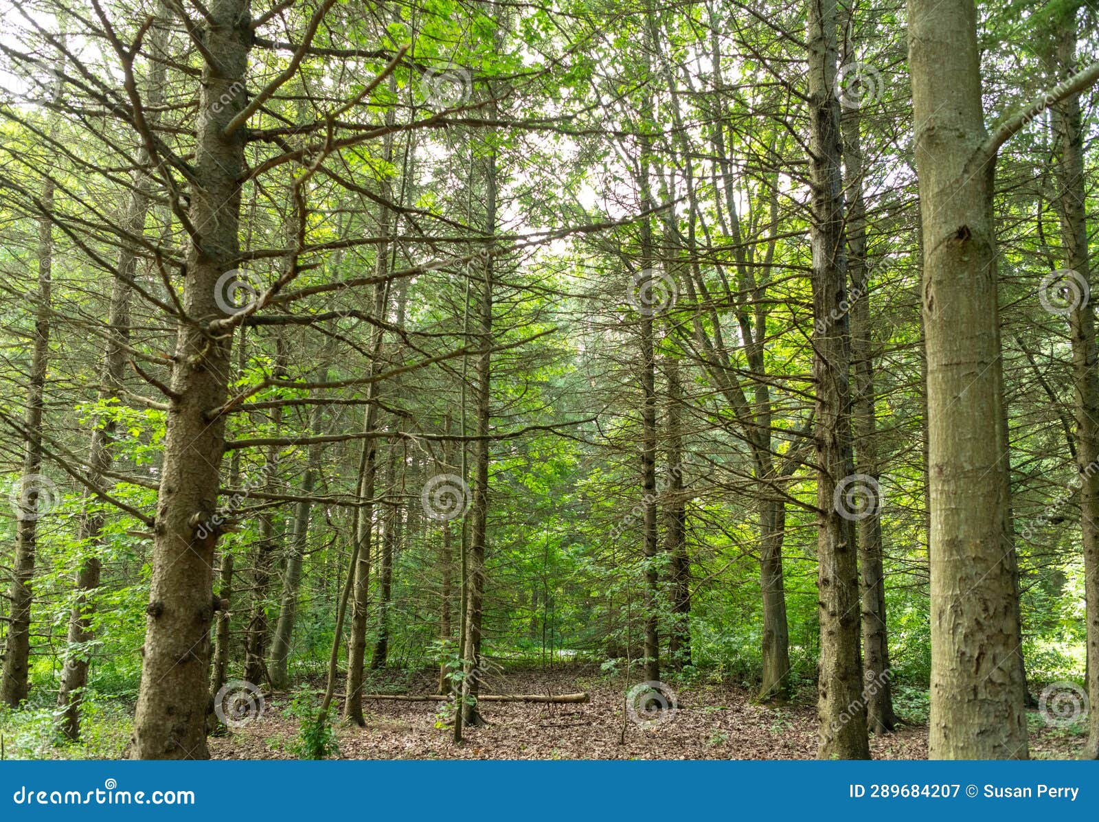 Tall Trees in the Forest, Greenery Stock Image - Image of nature, grove ...