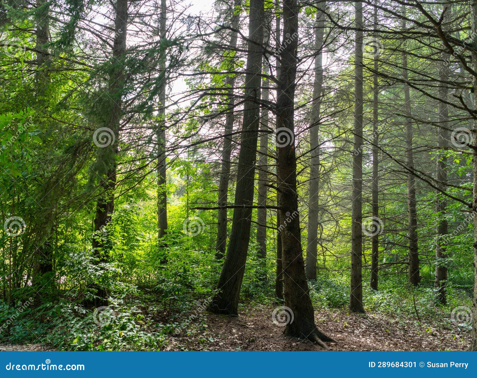 Tall Trees in the Forest, Greenery Stock Image - Image of tree, trees ...