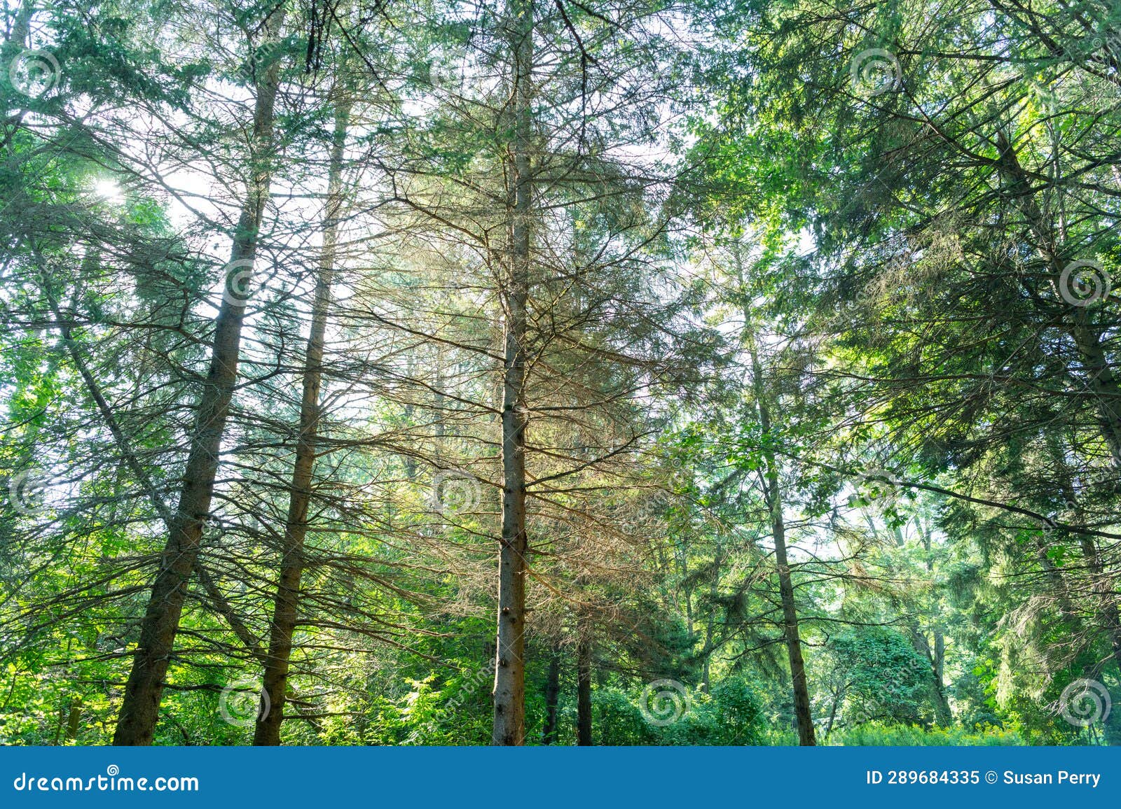 Tall Trees in the Forest, Greenery, Daylight Stock Image - Image of ...