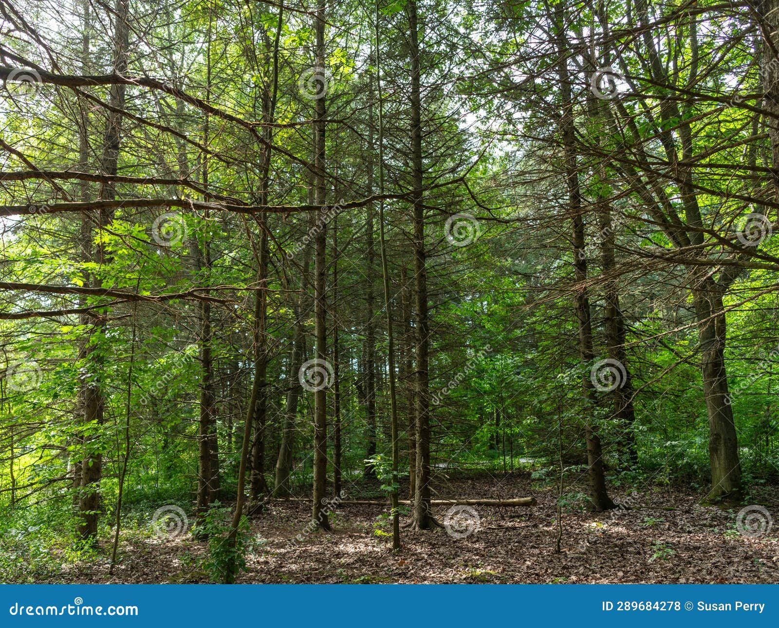 Tall Trees in the Forest, Greenery Stock Photo - Image of daylight ...