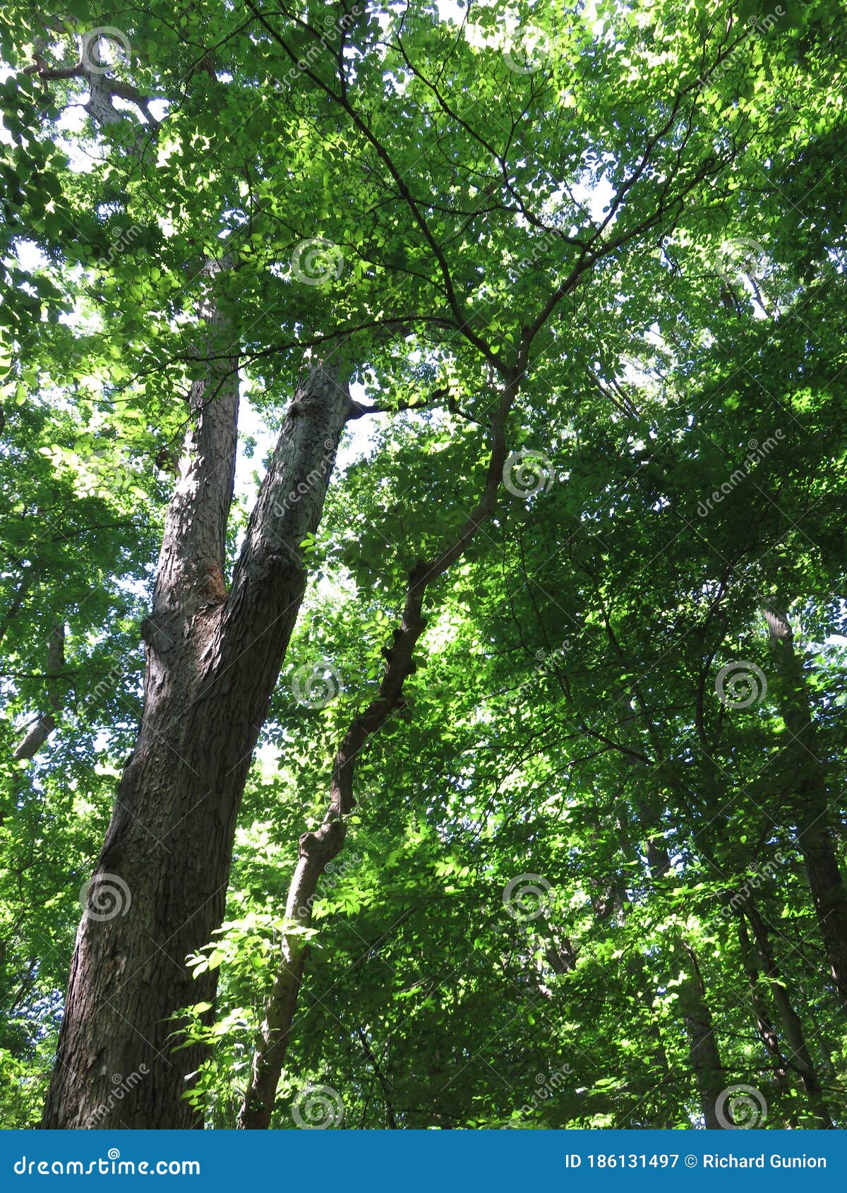 Tall Trees in the Forest in June Stock Image - Image of branches, tall ...