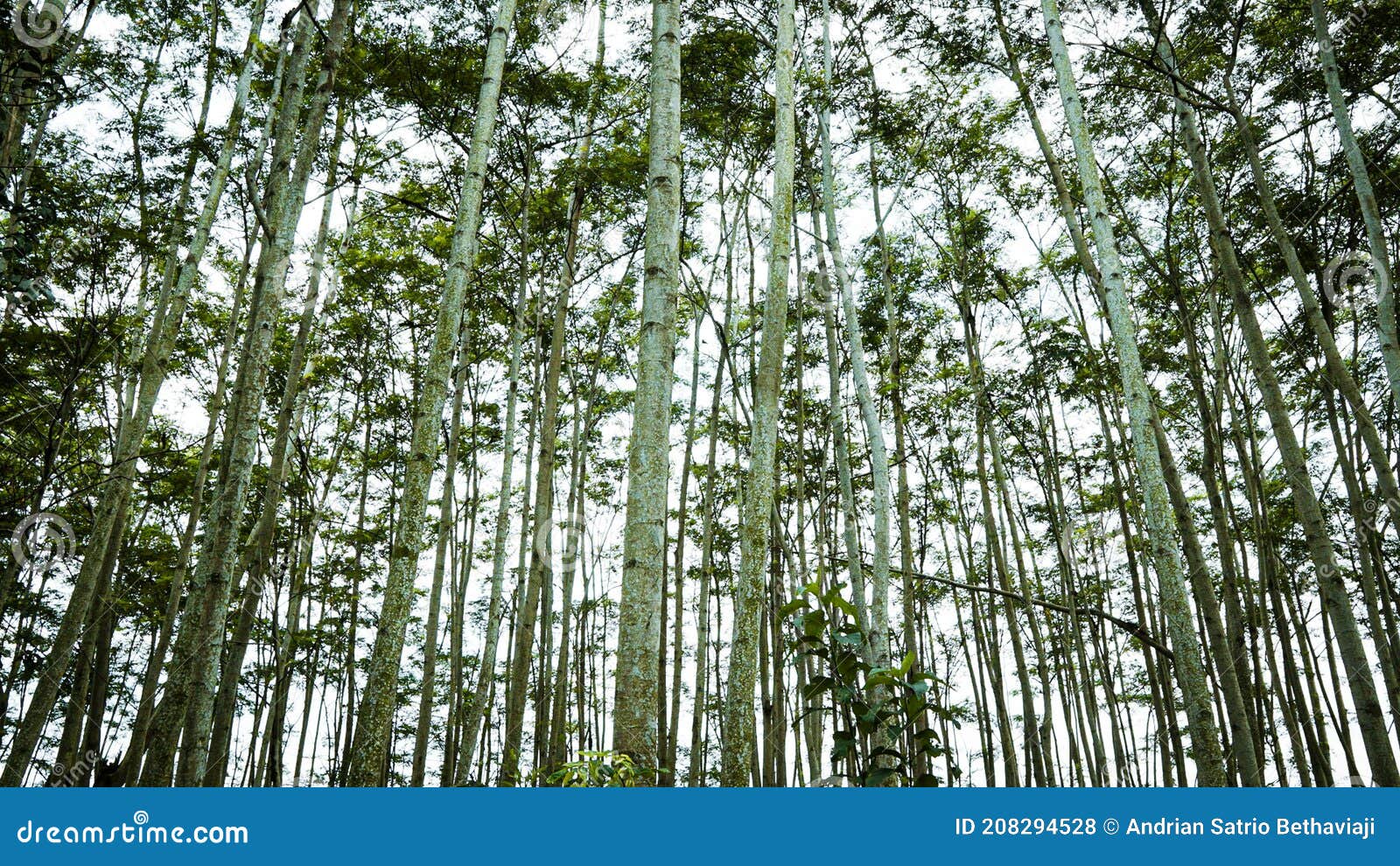 Tall Trees in the Forest that Look Shady and Cool. Stock Photo - Image ...