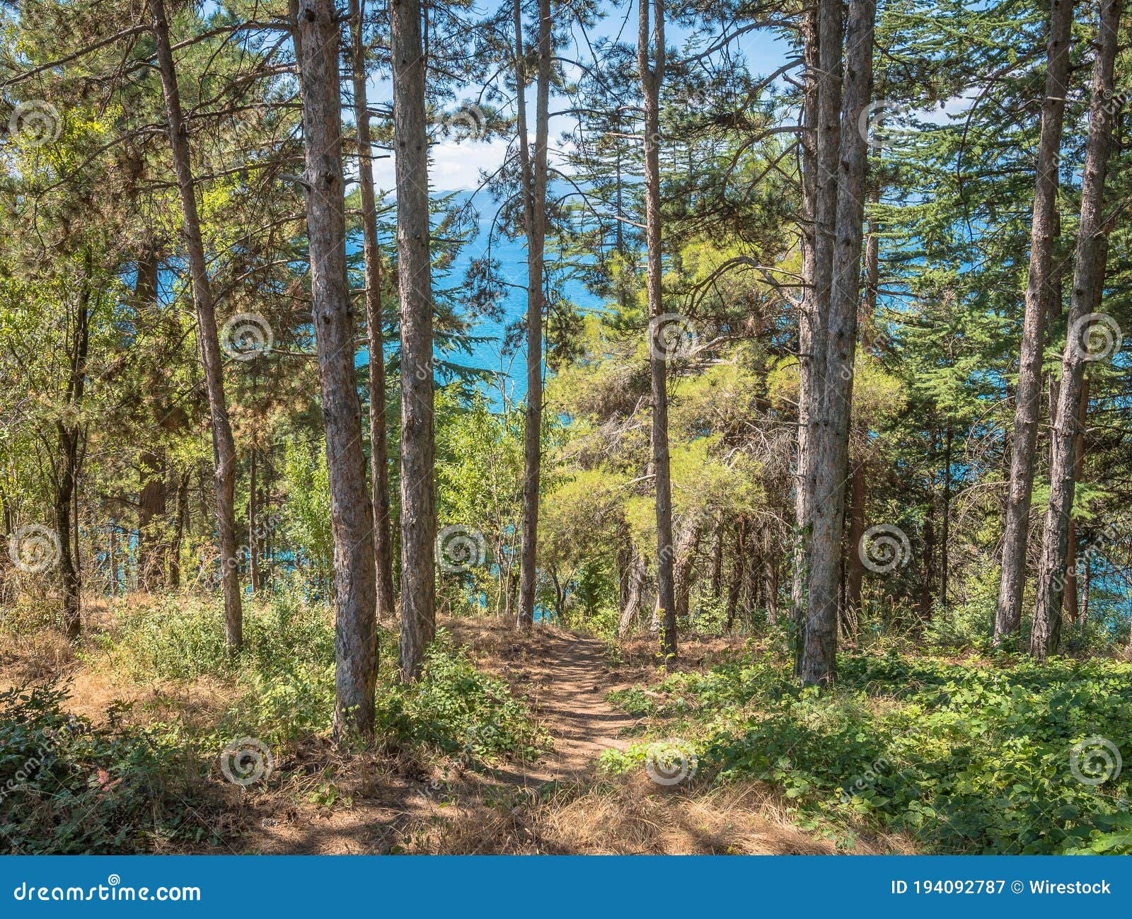 Tall Trees in the Forest in Macedonia Stock Image - Image of wallpaper ...