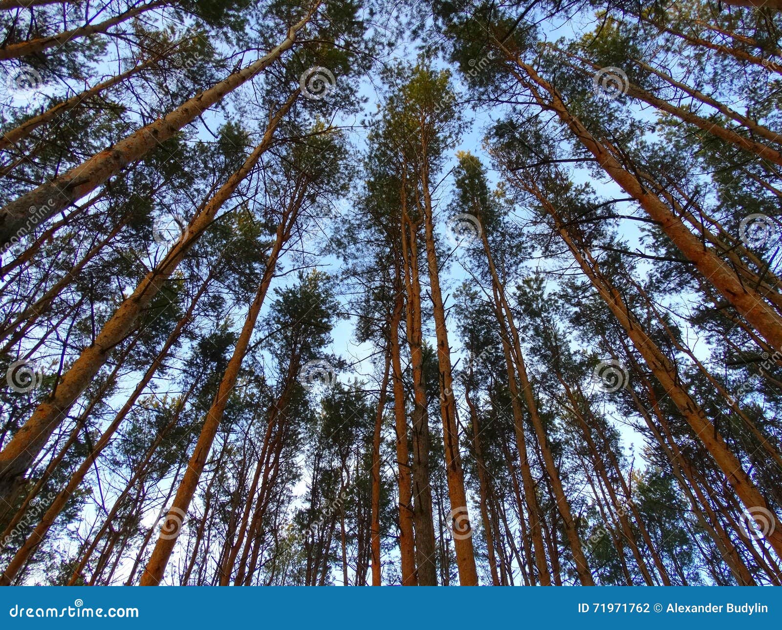Tall trees in the forest stock photo. Image of branch - 71971762