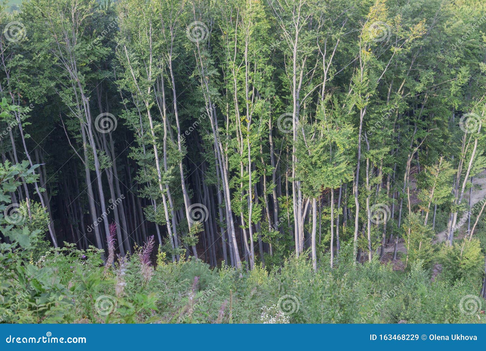 Tall Trees in the Forest. Top View Stock Image - Image of foliage ...