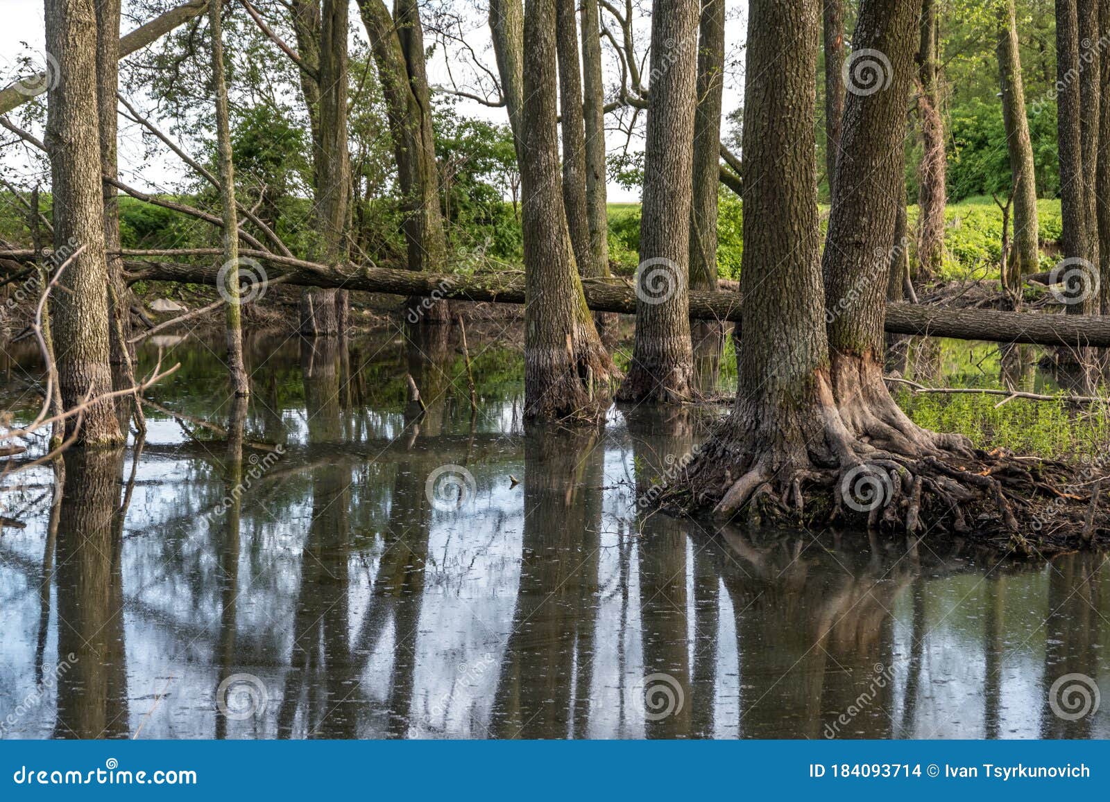 Tall Trees Forest in Water of Swamp Stock Photo - Image of morass ...