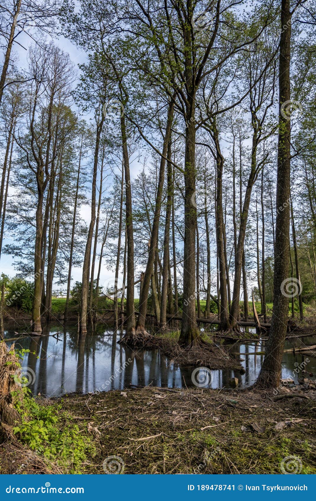 Tall Trees Forest in Water of Swamp Stock Image - Image of hdri, forest ...