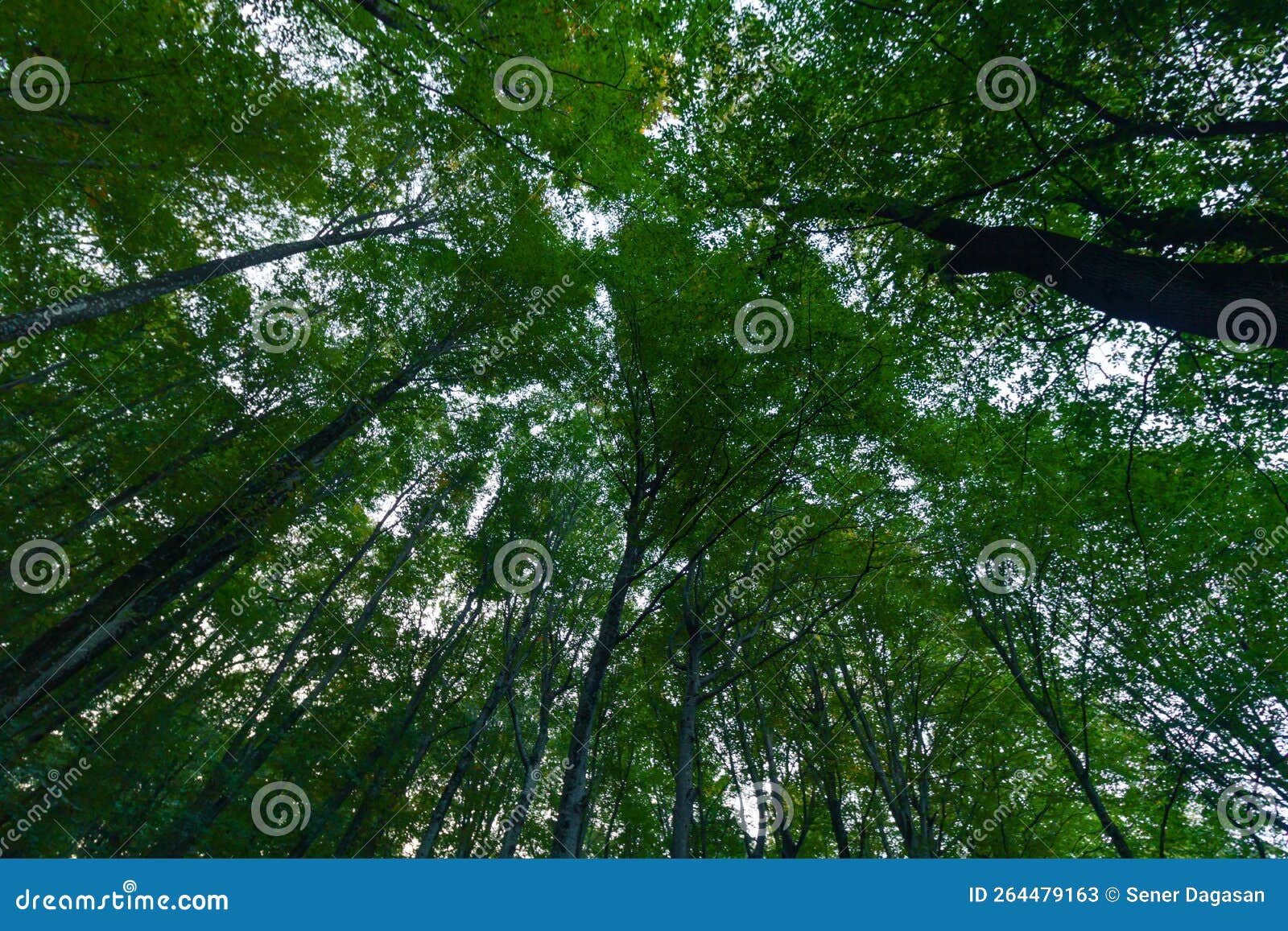 Tall Trees in the Forest in Wide Angle View from Below. Carbon ...