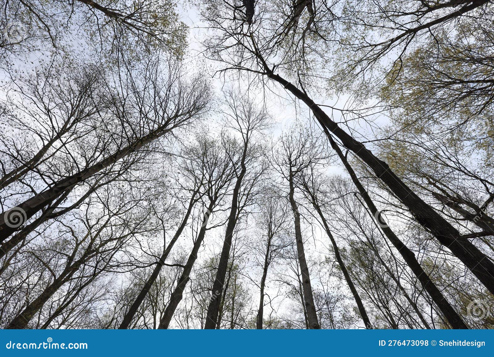 Tall Trees with Fresh Leaves during Spring Time Stock Photo - Image of ...