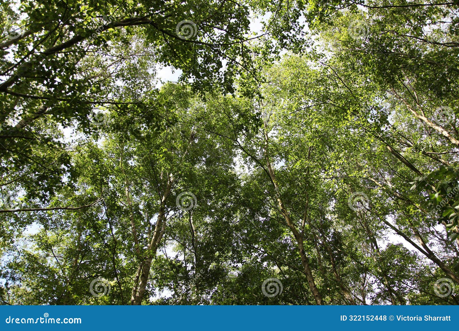Tall Trees Green Foliage Above Stock Photo - Image of plant, woods ...