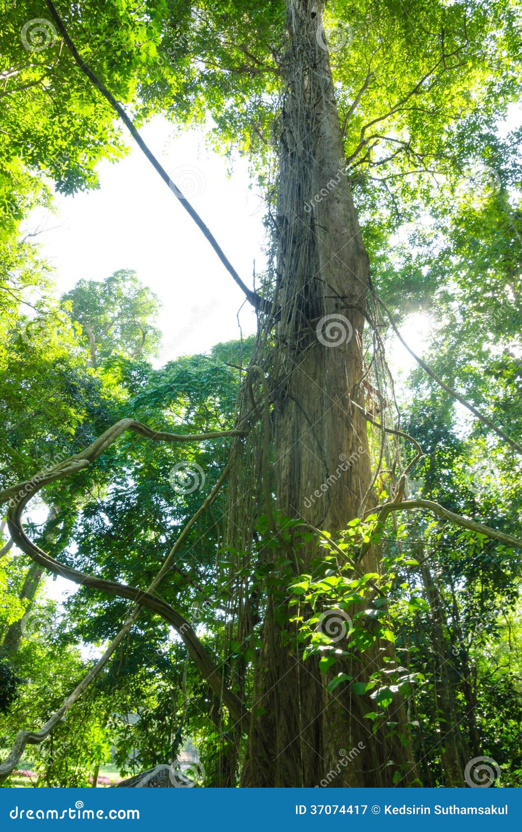 Tall trees in green forest stock image. Image of foliage - 37074417