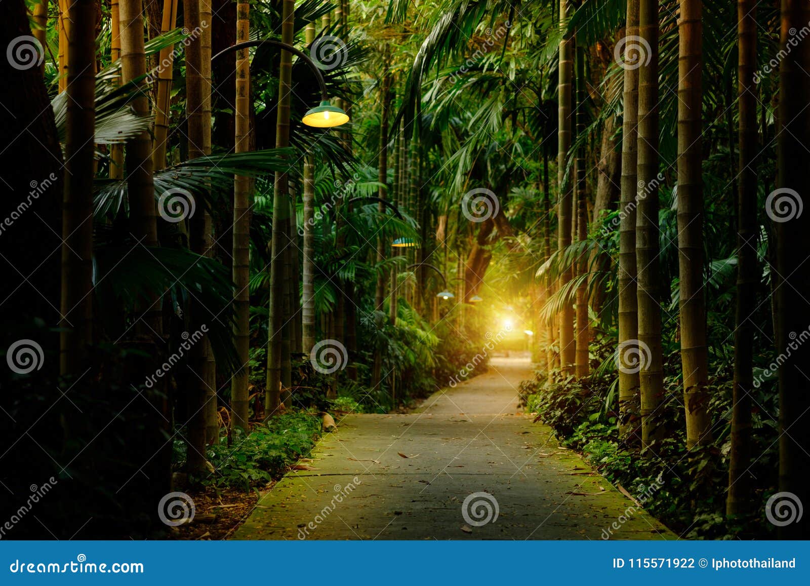 Tall Trees with Green Leaves Along Forest Path with Corridor Stock ...