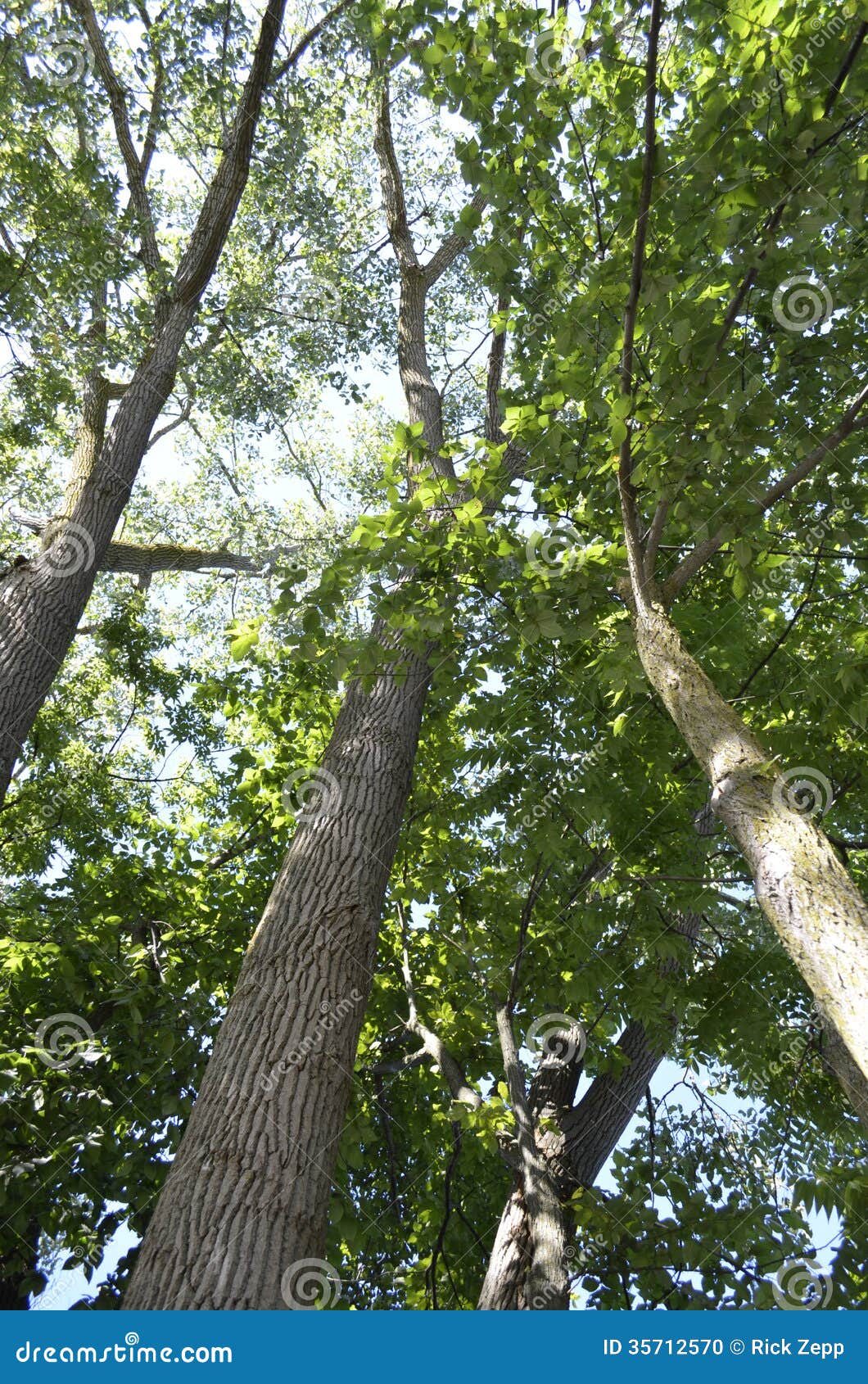 Tall trees stock photo. Image of lookingup, ground, growth - 35712570