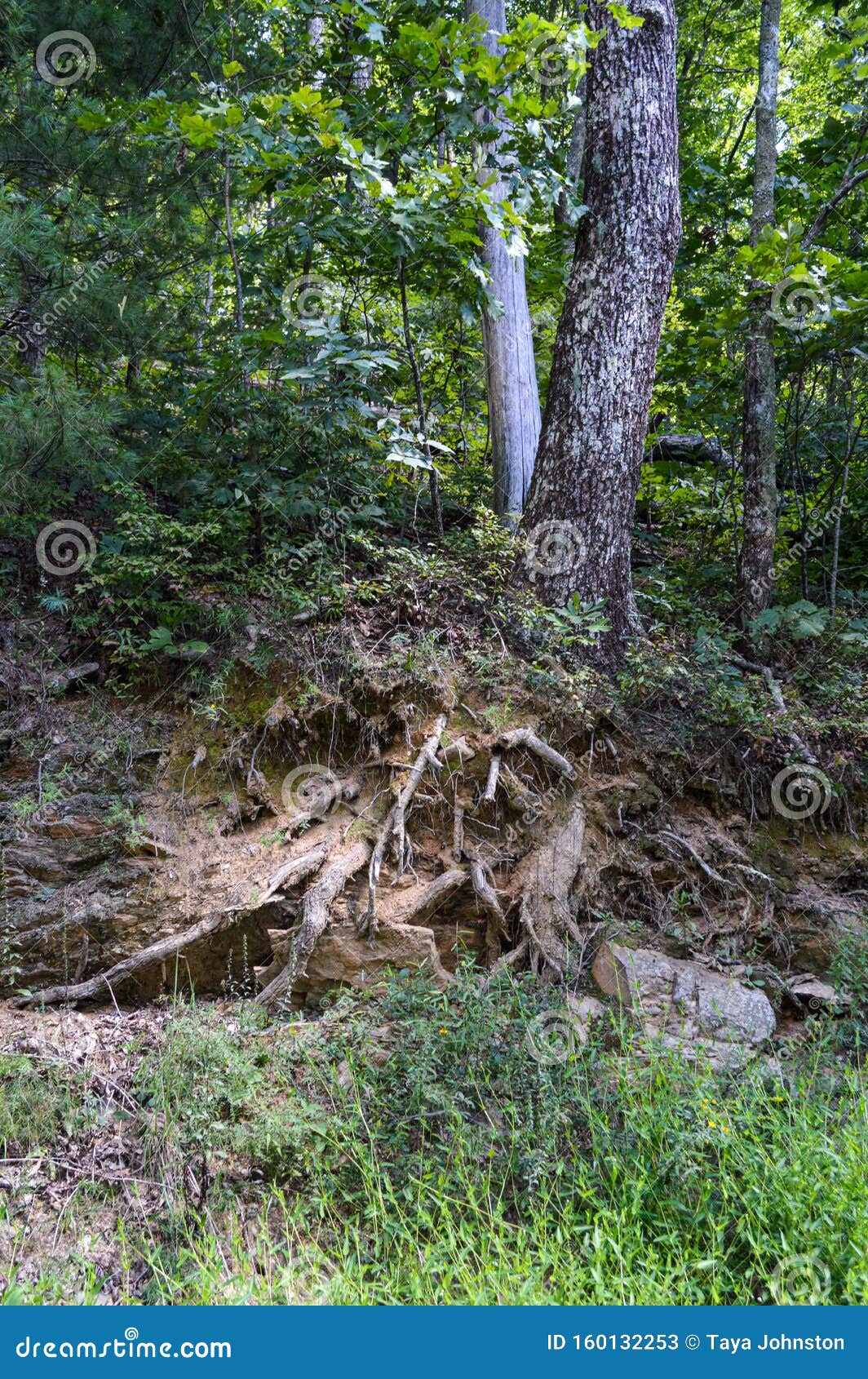 Tall Trees Growing Up through a Dense Forest Stock Image - Image of ...