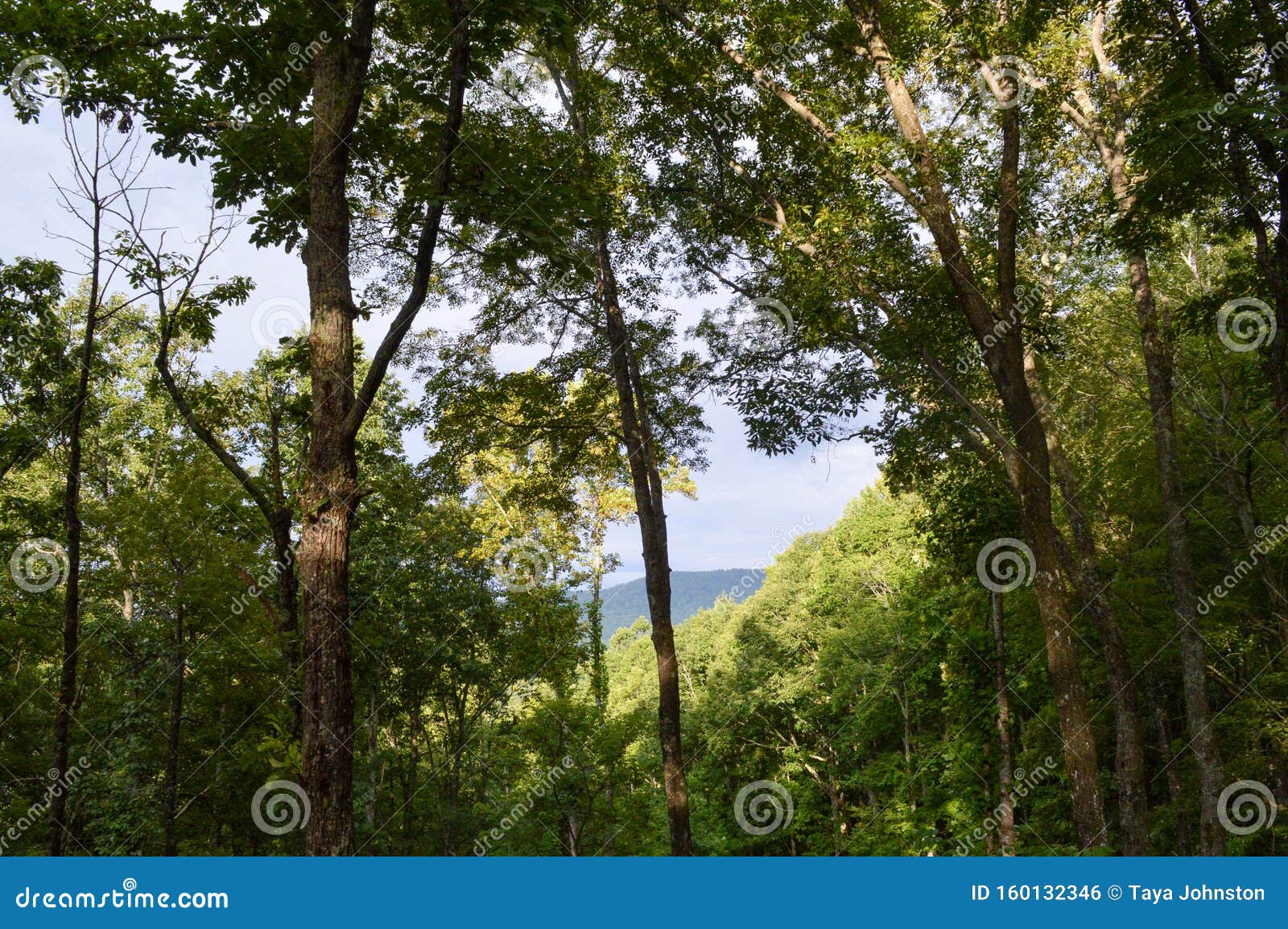 Tall Trees Growing Up through a Dense Forest Stock Photo - Image of ...