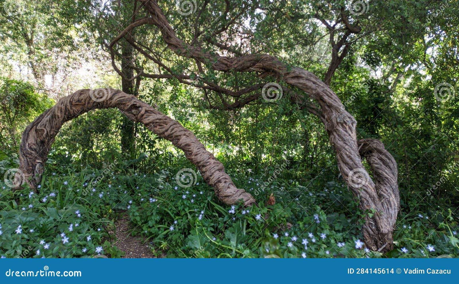 Twisted Tree Trunk in One of the Parks of Lisbon Stock Photo - Image of ...