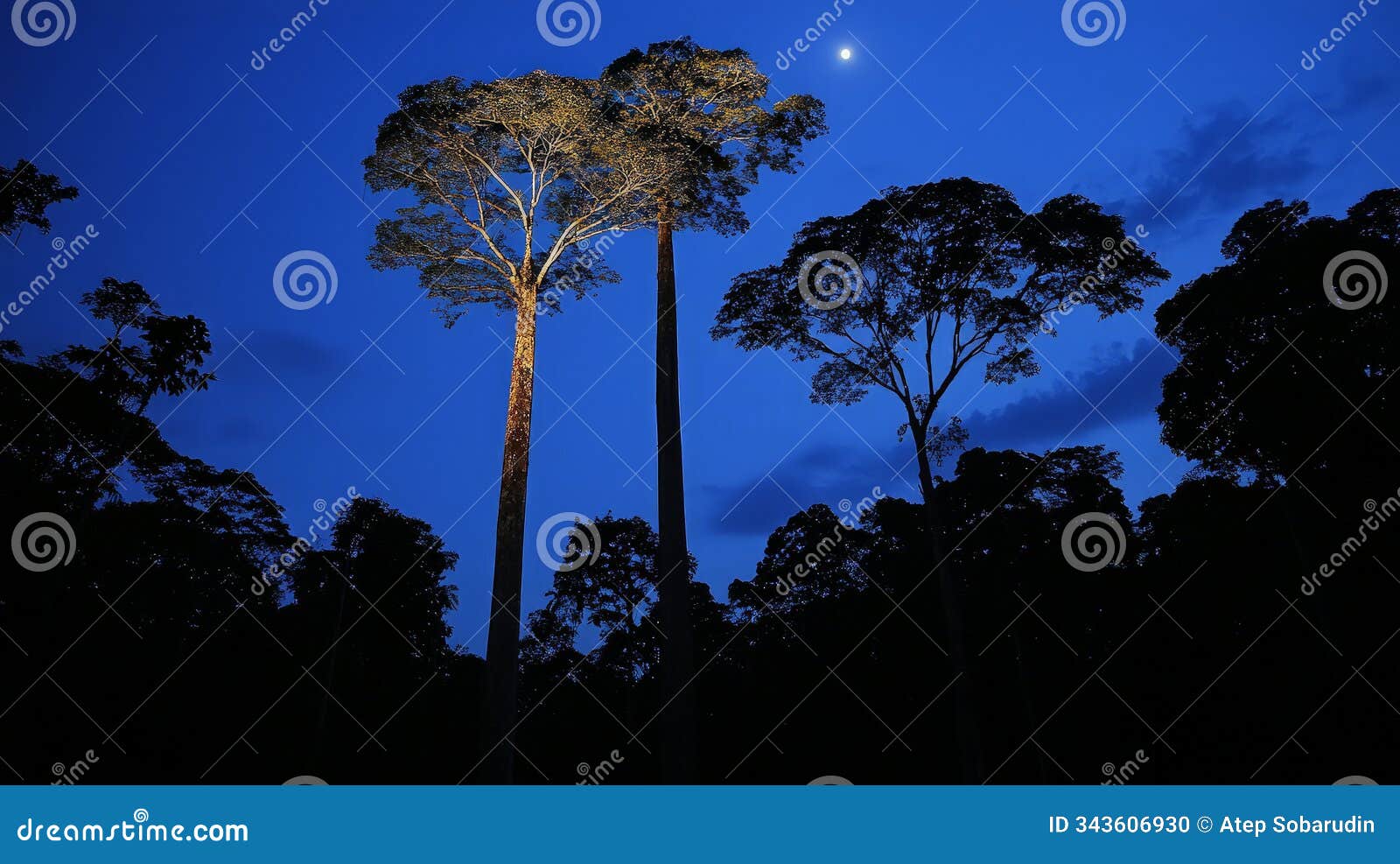 Tall Trees Illuminated by Moonlight in a Rainforest at Night Stock ...