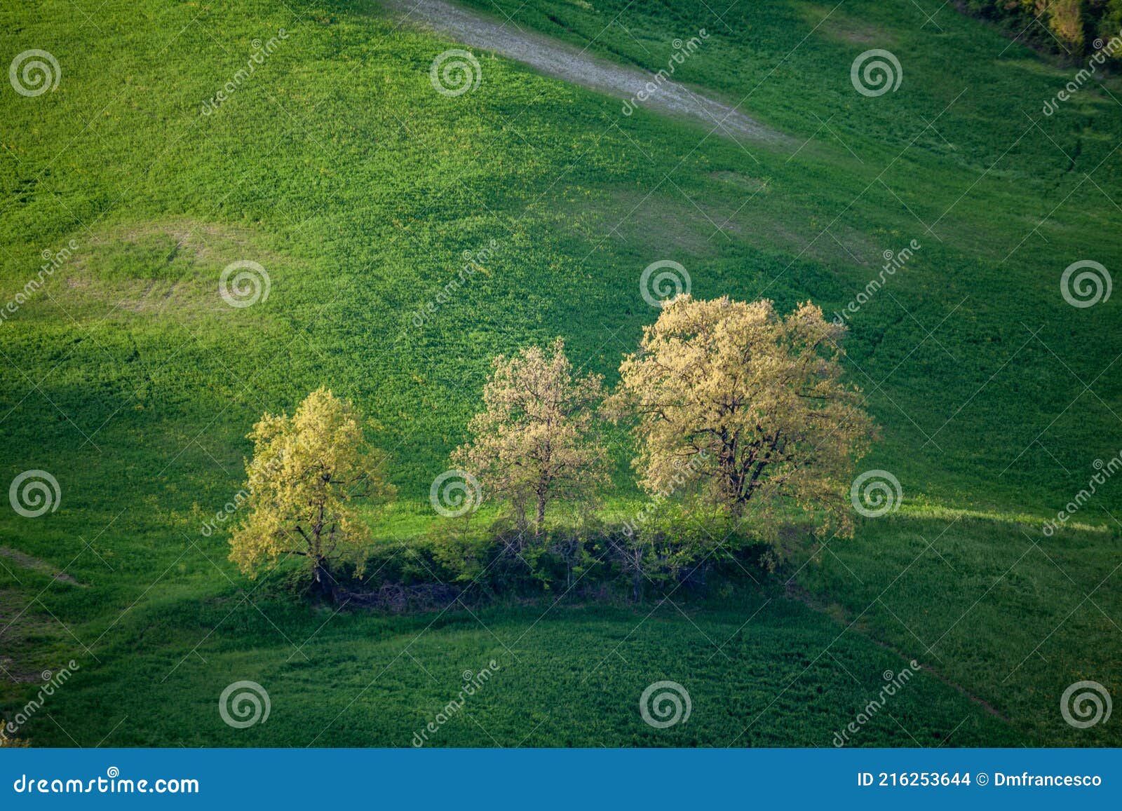 Tall Trees on the Italian Hills Stock Photo - Image of blue, farmland ...