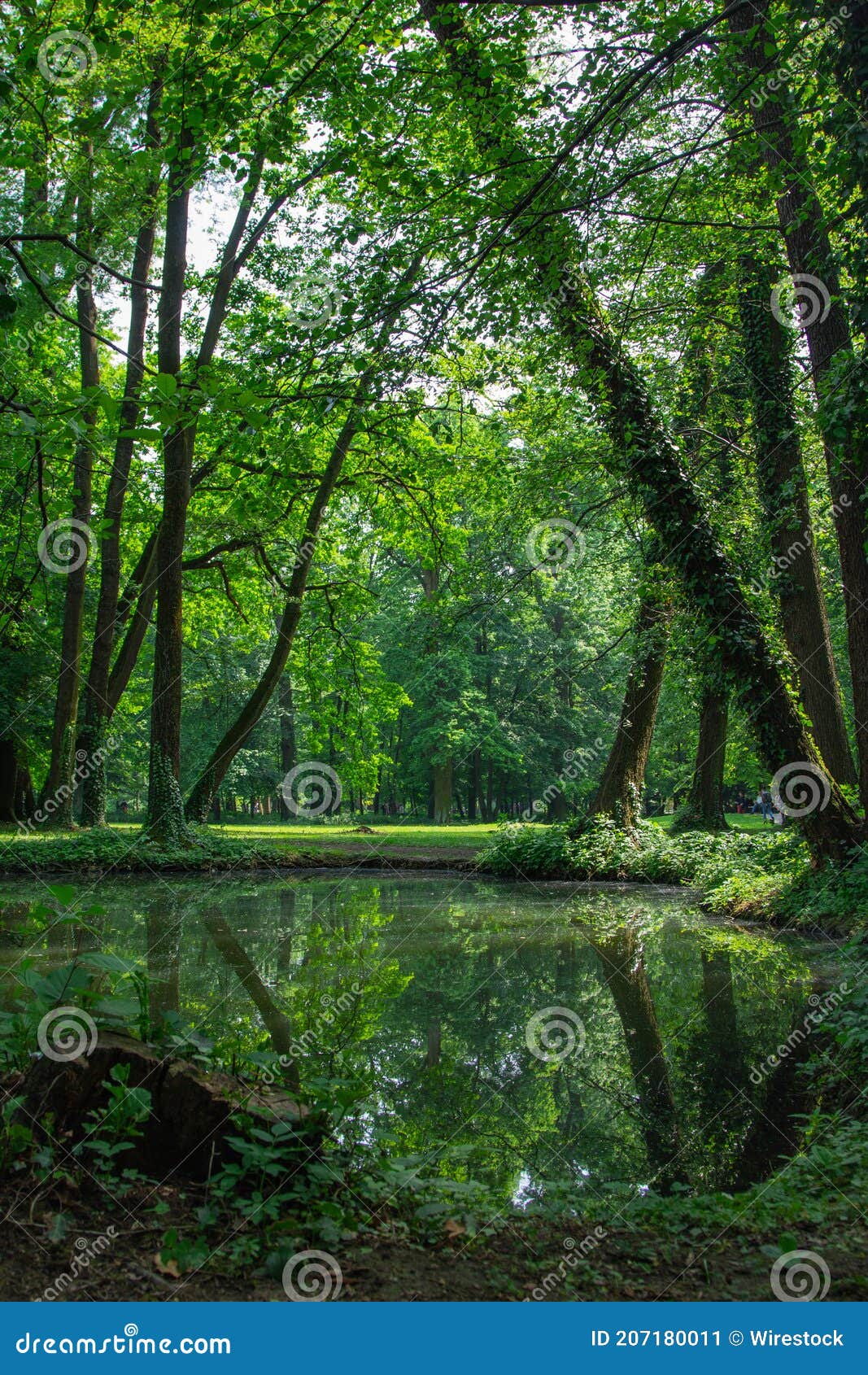 Tall Trees and Lake in a Park in Spring Stock Image - Image of grass ...