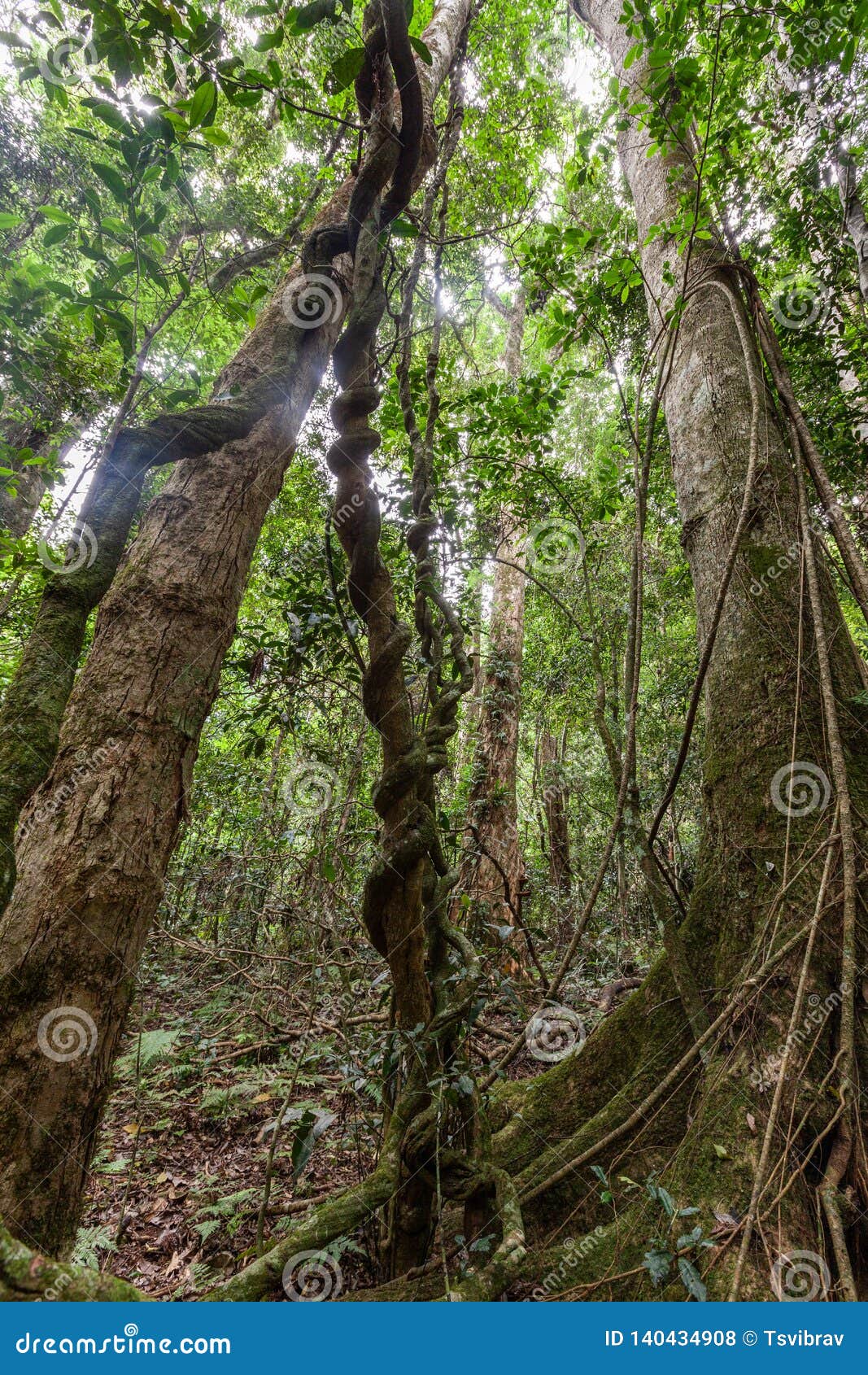 Tall Trees and Lianas in a Rainforest. Stock Photo - Image of lamington ...
