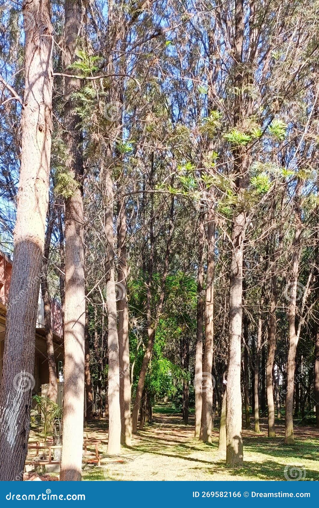Tall Trees Lined Up on Either Side in the Backyard of Indian House ...