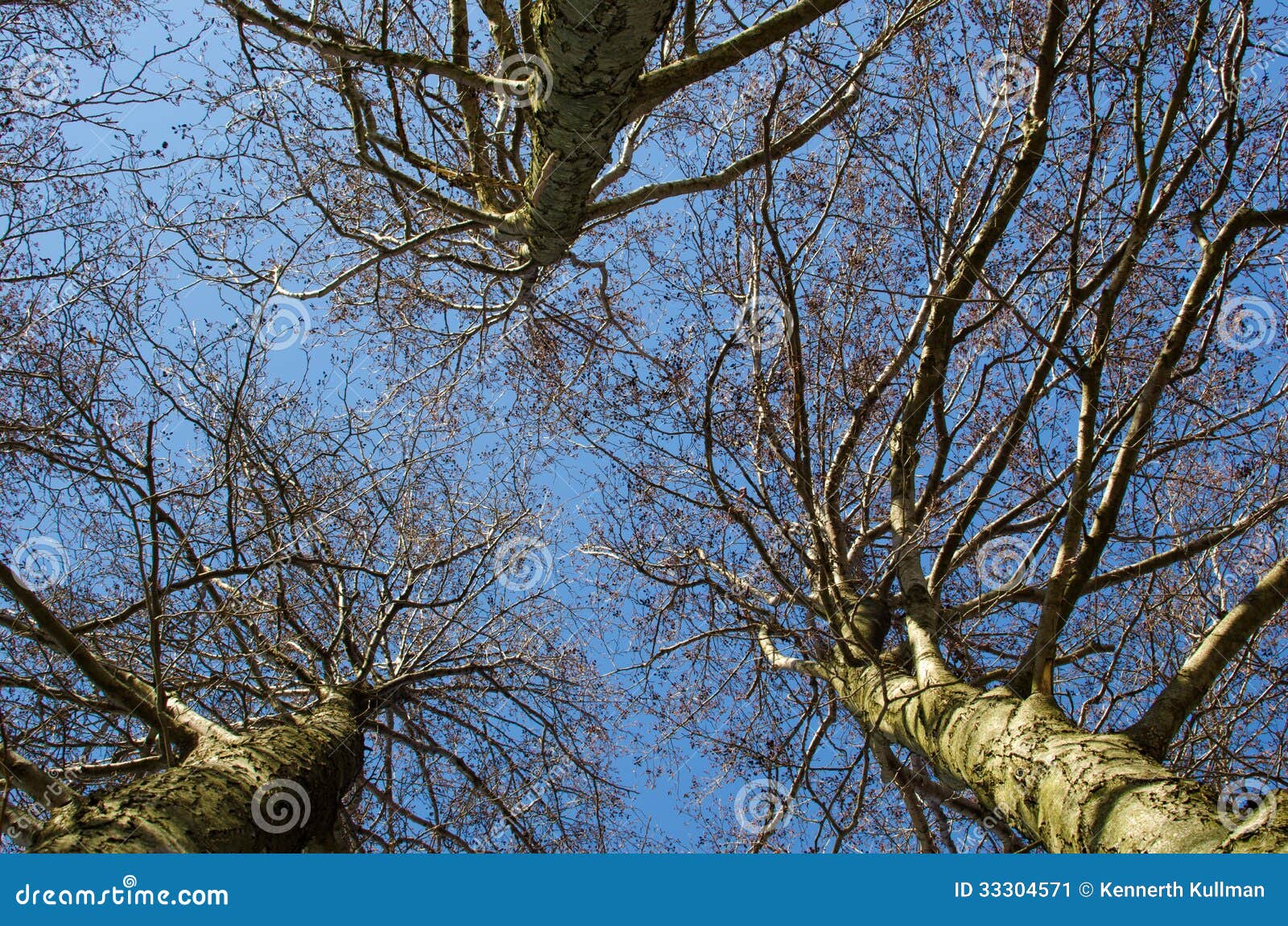 Tall trees from low angle stock image. Image of three - 33304571