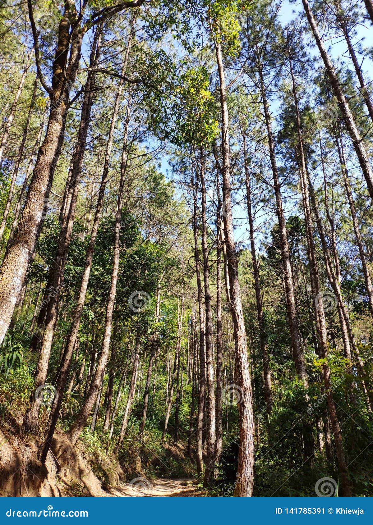The Tall Trees in the Lush Forest Stock Image - Image of fern, spring ...