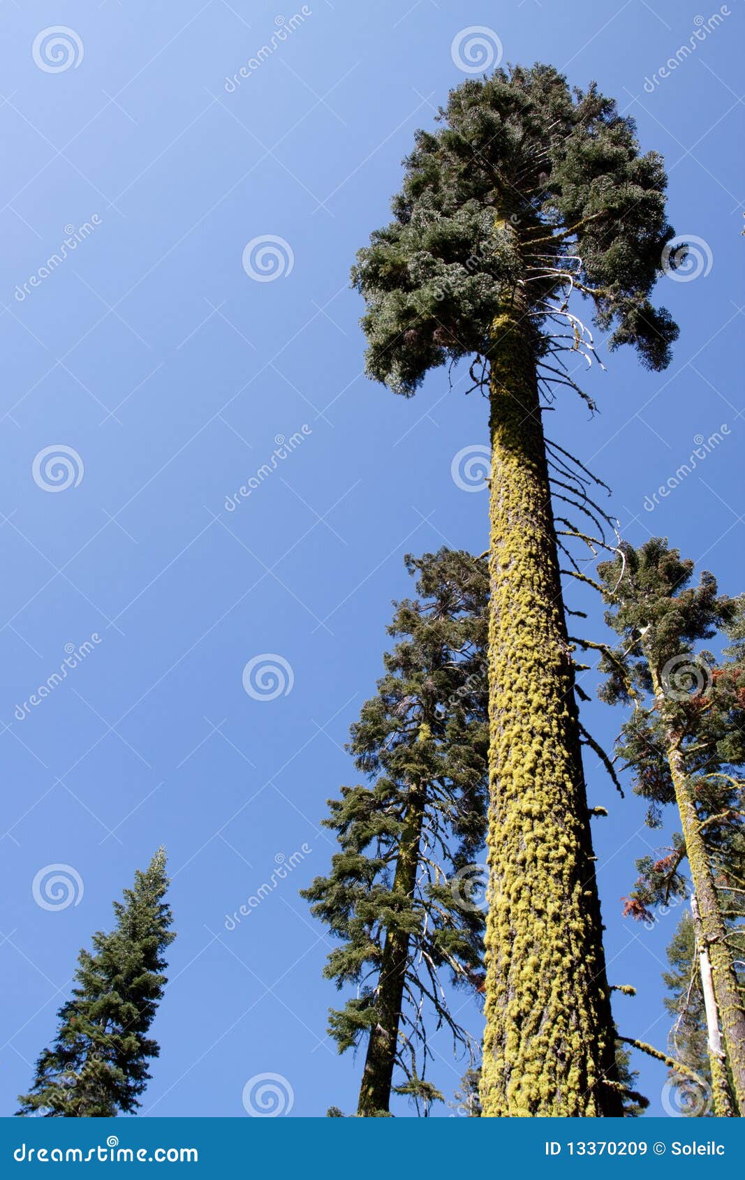 Tall Trees with Moss Covered Trunks Stock Image - Image of nature, tree ...