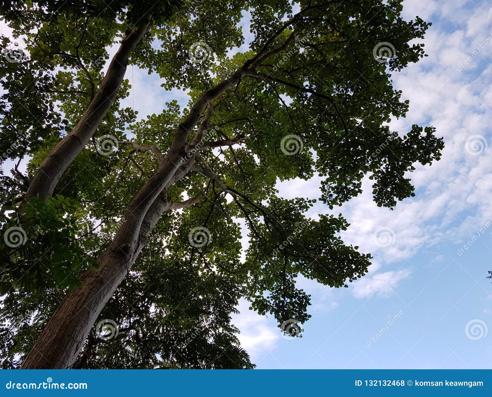 Tall trees stock photo. Image of tall, heaven, nature - 132132468