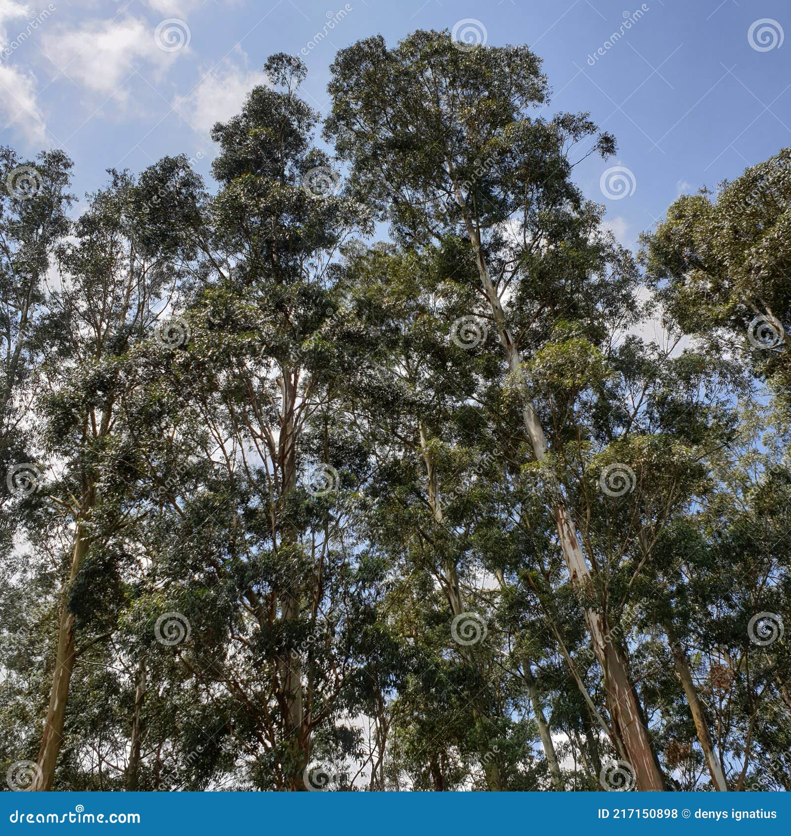 Tall trees in nature stock photo. Image of tree, deciduous - 217150898