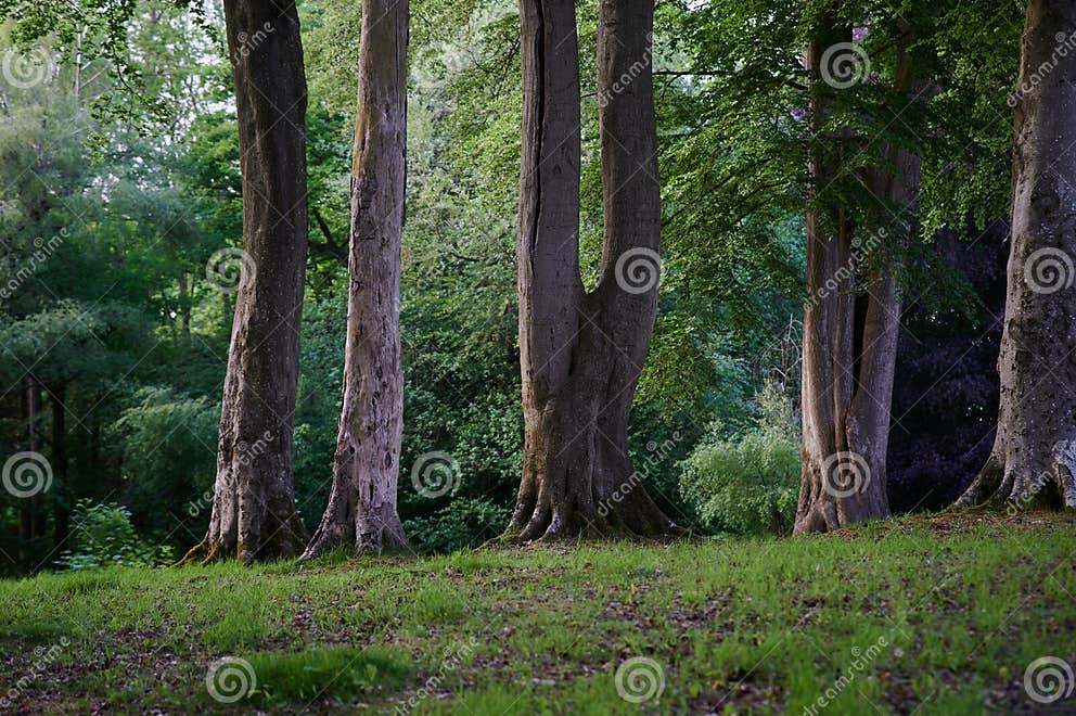 Tall Trees with No Branches in a Forest Stock Photo - Image of peaceful ...