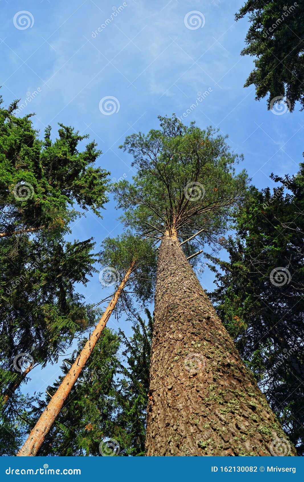 Tall trees overhead stock photo. Image of wind, outdoor - 162130082