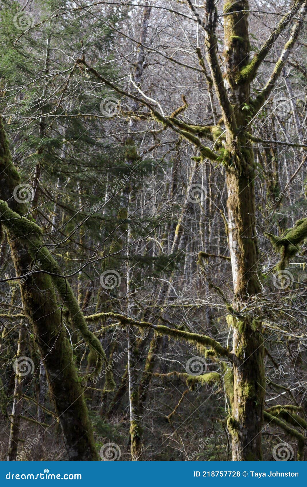 Large Moss Covered Tree in Rain Forest Stock Photo - Image of scenery ...