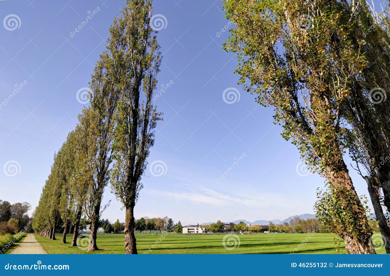 Tall trees in a park stock photo. Image of blue, tall - 46255132