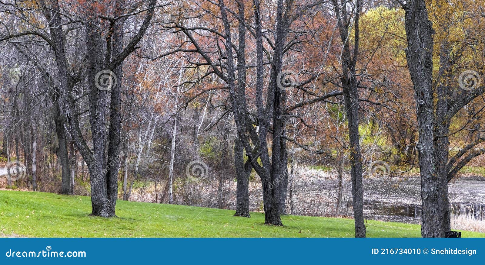 Tall Trees in the Park with Early Spring Bloom Stock Photo - Image of ...