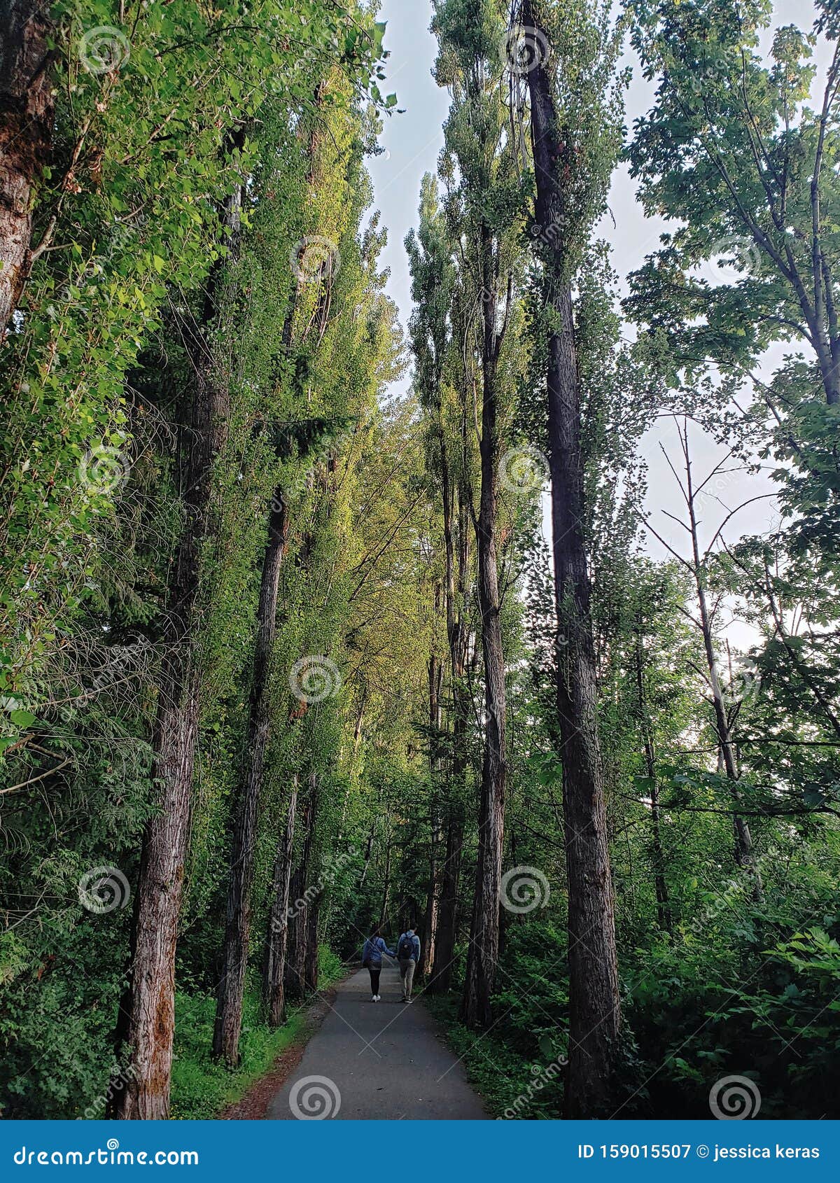 Tall trees in the park stock image. Image of green, park - 159015507