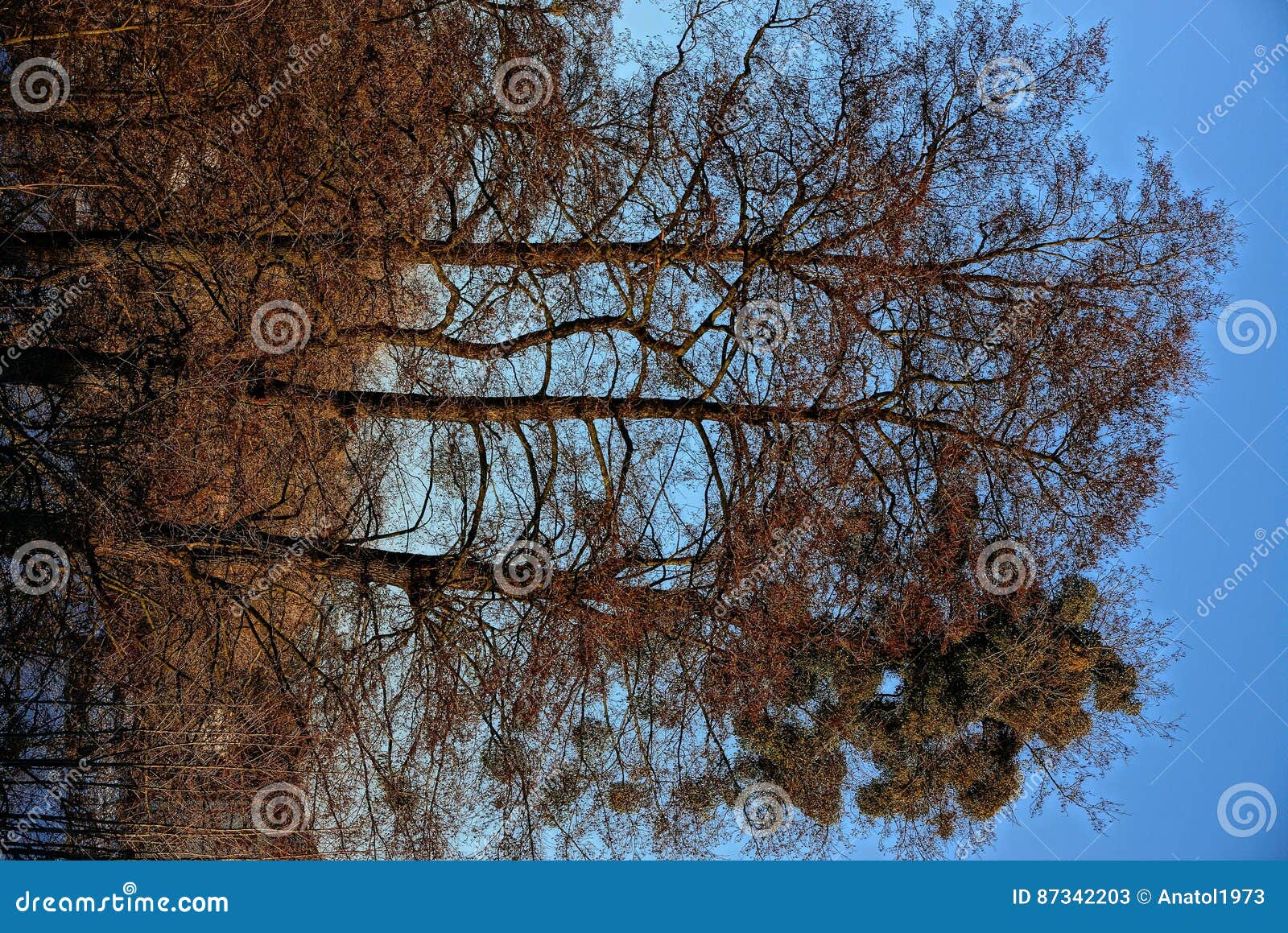 Tall Trees in a Park in the Sunshine Stock Image - Image of summer ...
