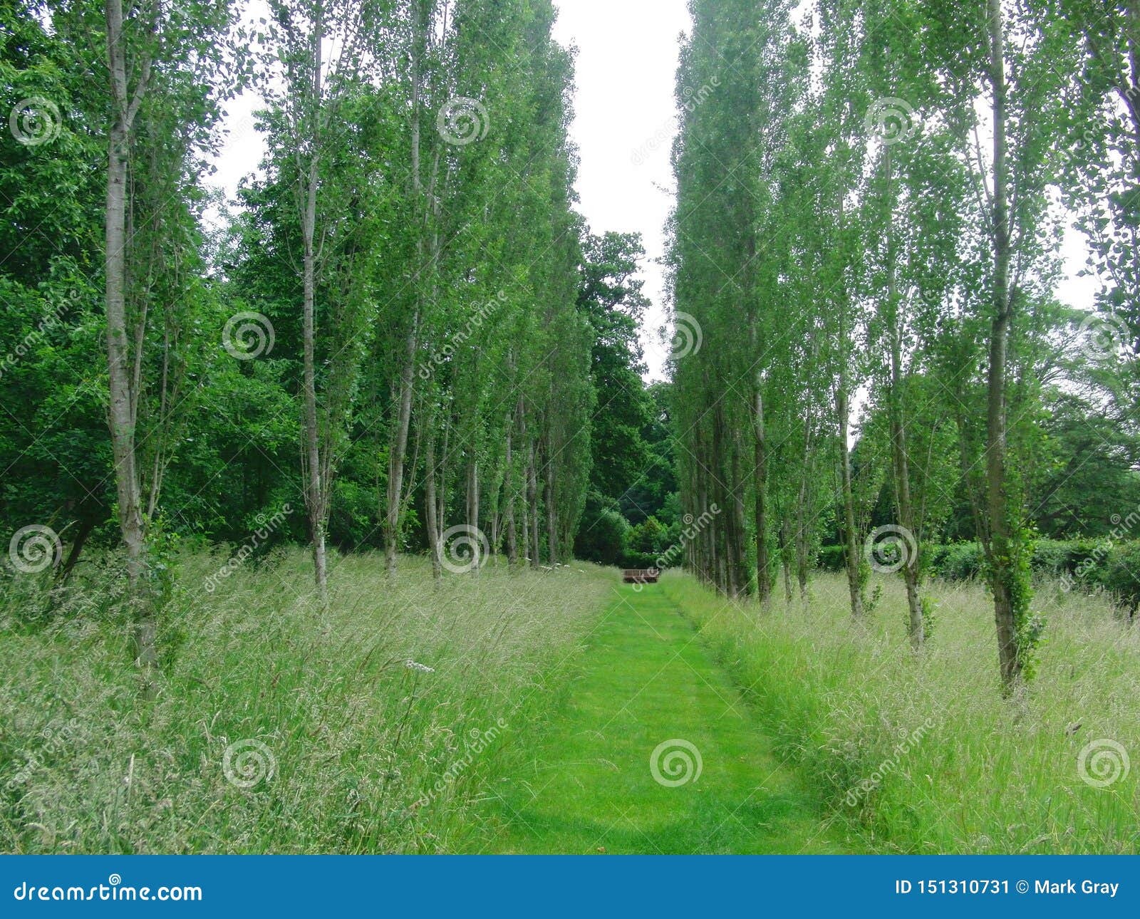 Tall Trees stock image. Image of tall, path, garden - 151310731