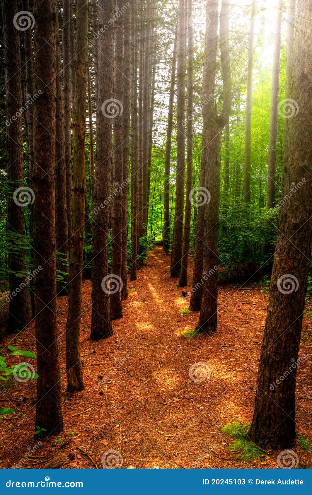 Tall Trees and Path through Forest Stock Image - Image of beautiful ...