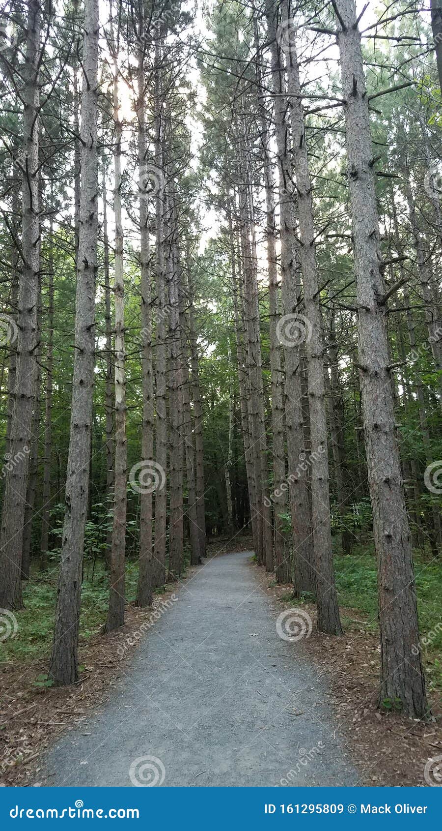 Tall Trees Path stock image. Image of tall, forest, vertical - 161295809