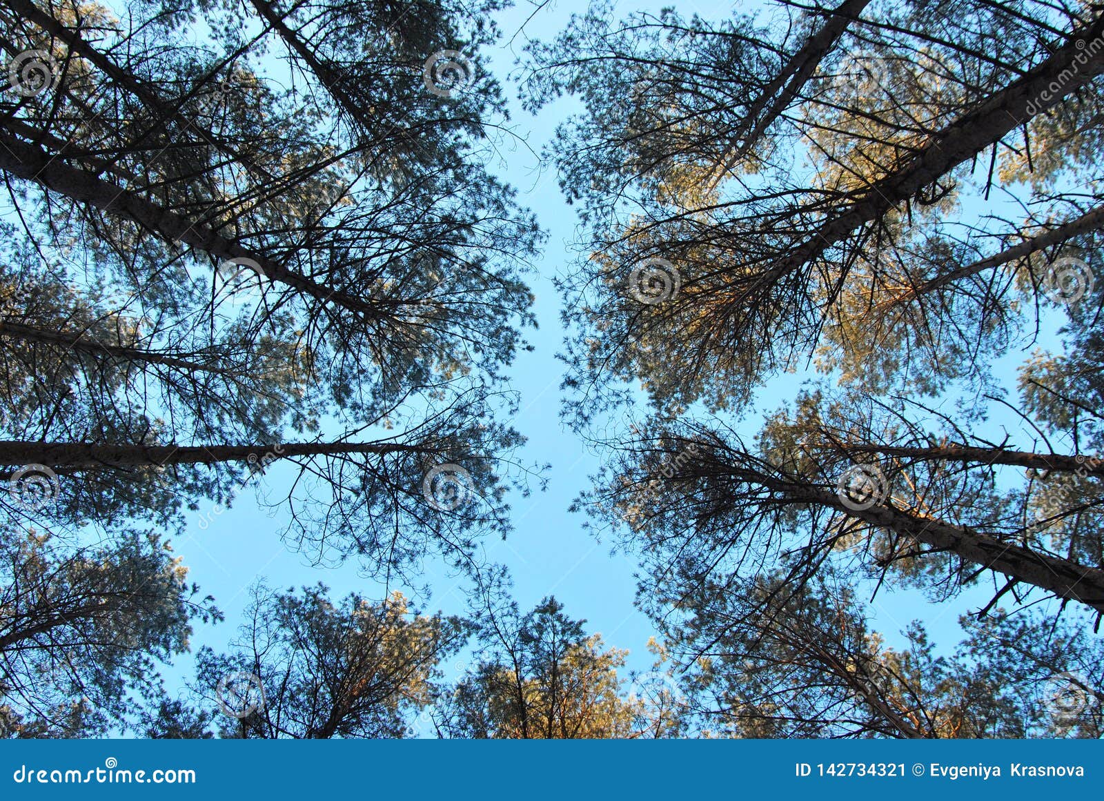 The Pine Forest Against the Blue Sky Stock Image - Image of coniferous ...