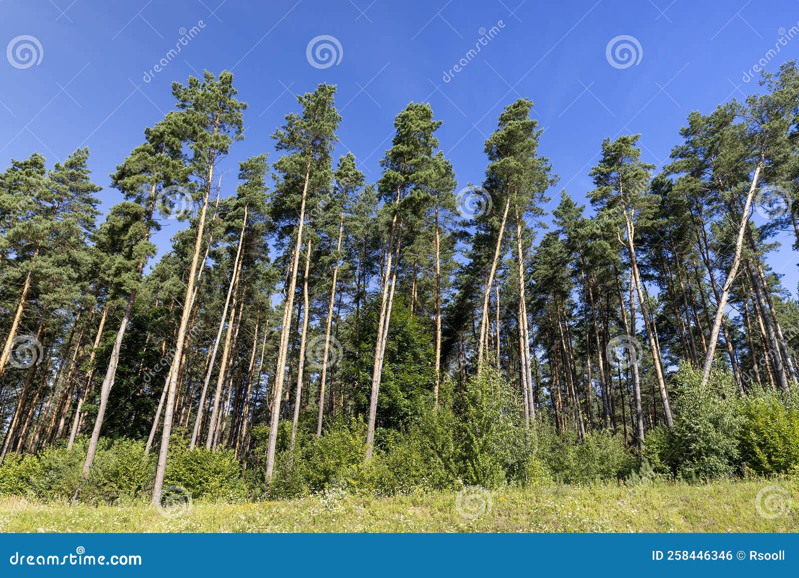 Tall Trees in a Pine Forest Illuminated by Sunlight Stock Photo - Image ...