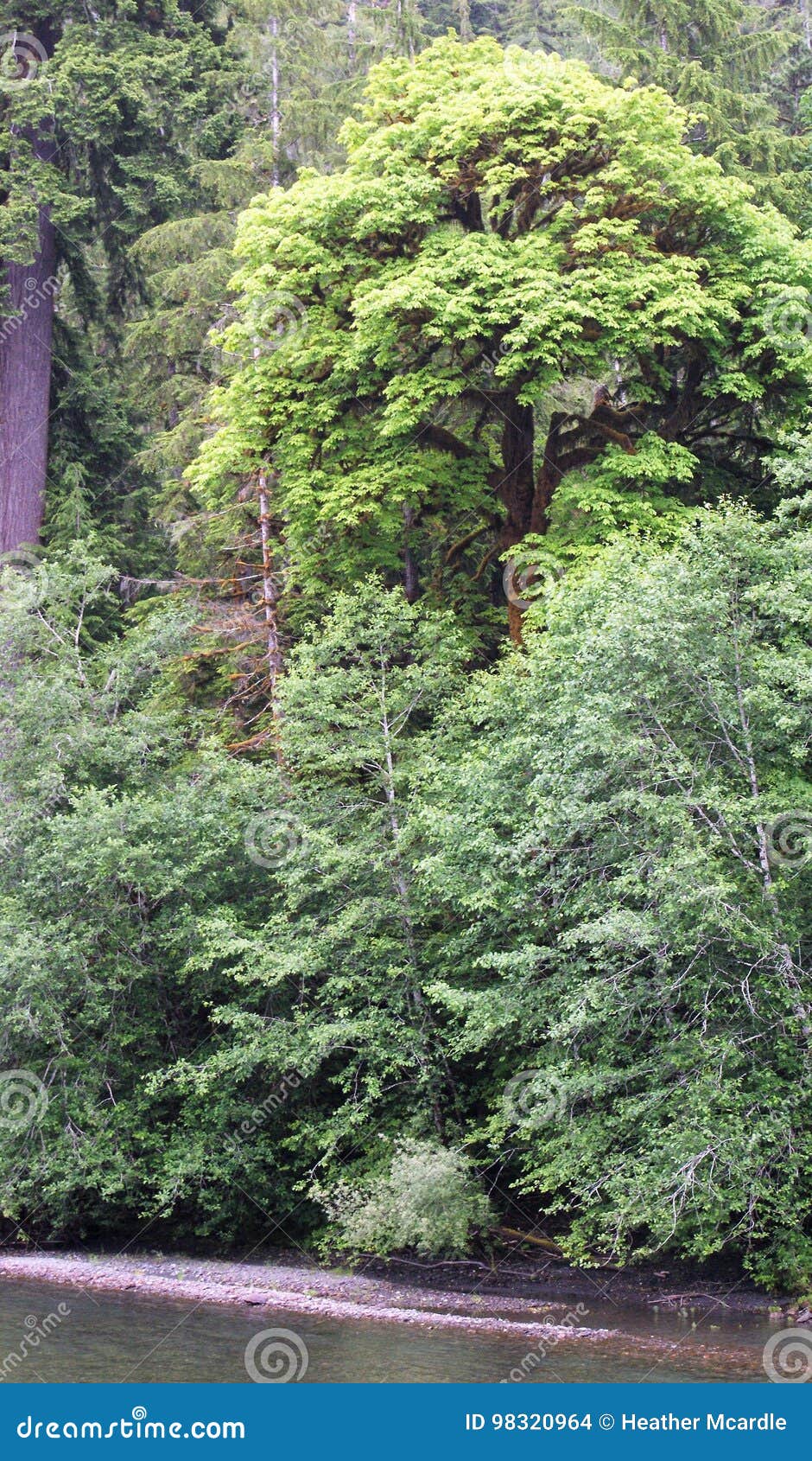 Tall trees in rainforest stock photo. Image of rocky - 98320964
